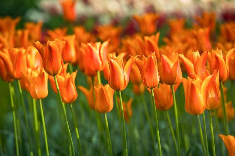 Lily Ballerina - conquesttrend